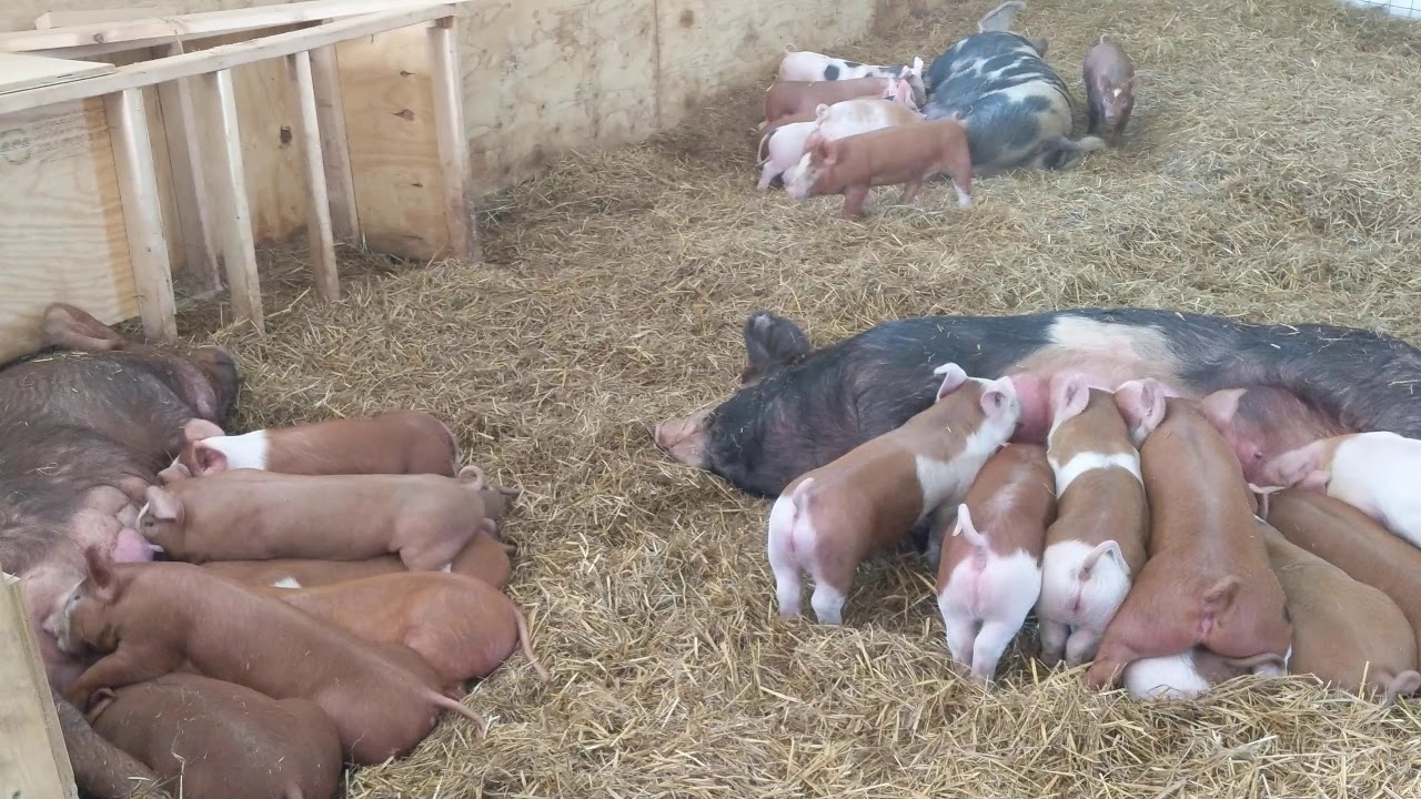 Close to weaning in the farrowing barn - YouTube