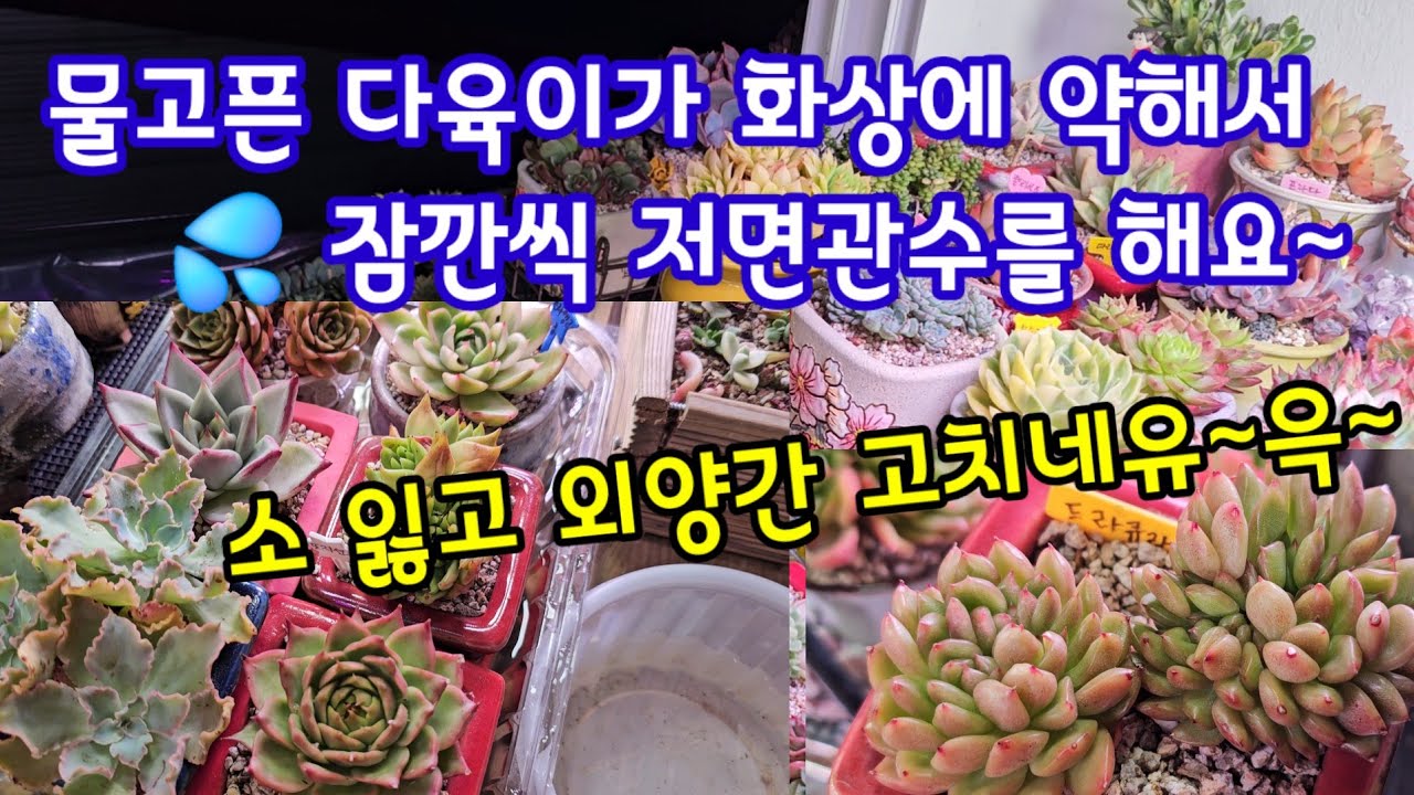 다육이가 물이부족하면 화상을 더 입어서 물고픈 다육이 먼저 챙겨 줘요 ~😂 관리 소홀로 반성 많이 했어요 ~~😆 Youtube
