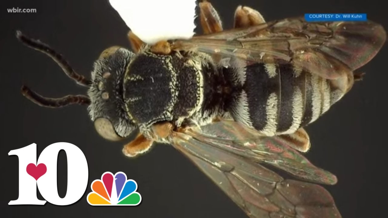 Scientists discover new bees in the Great Smoky Mountains - YouTube