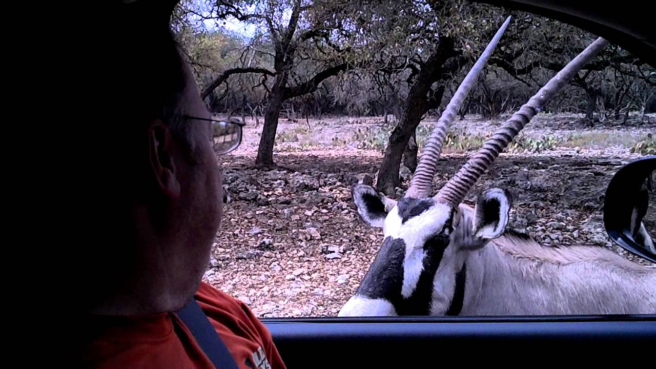 Doug & animal - YouTube