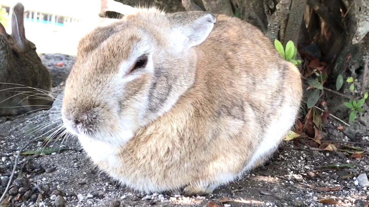 Rabbit transformed into a giant, fluffy sphere - YouTube