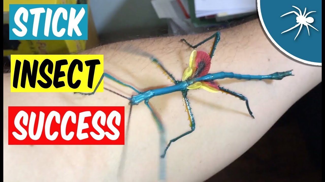 Achrioptera fallax - Stick Insect Success!!! - YouTube