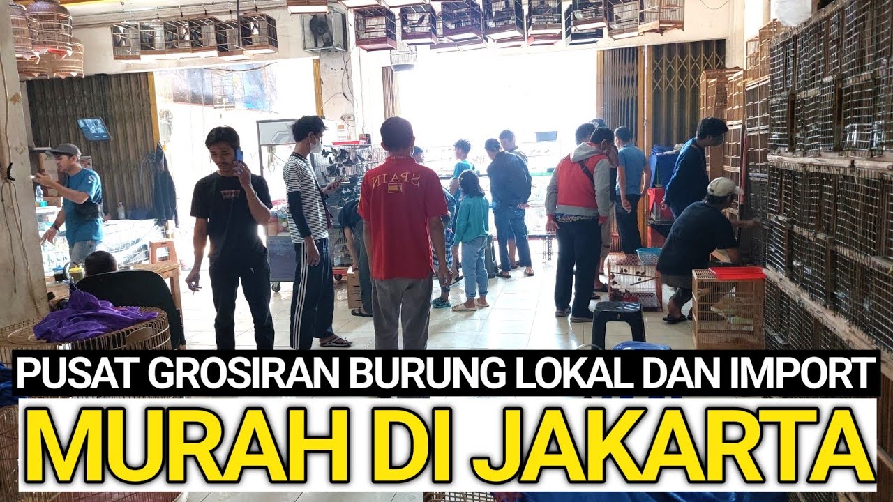 TERNYATA INI ! AGEN DAN PUSAT GROSIRAN BURUNG LOKAL DAN IMPORT MURAH DI ...