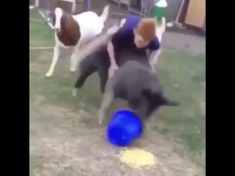 Kid riding pig vine - YouTube