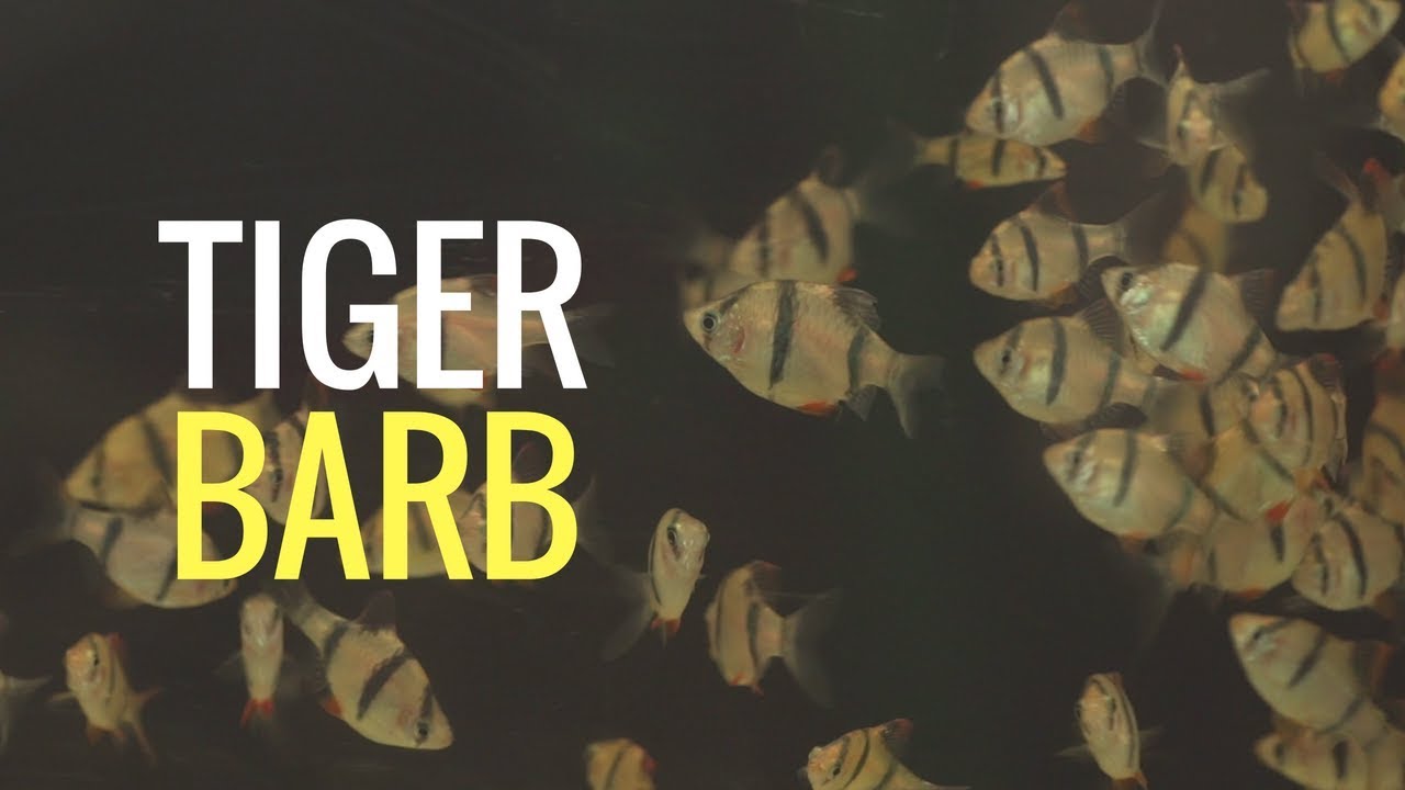 Tiger barb Fish - An Unavoidable Fresh Water Aquarium Fish - YouTube