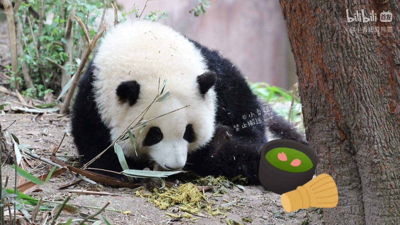 PooPoo Princess Hehua. Oh, Smelly - Panda Hehua - YouTube