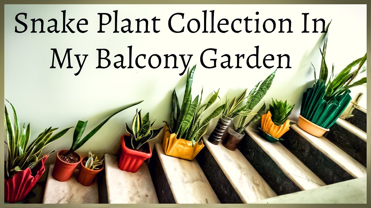 Snake Plant Collection In My Balcony Garden | Gardening | Different ...