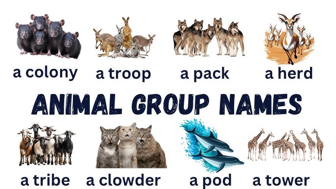 Group Of Animals