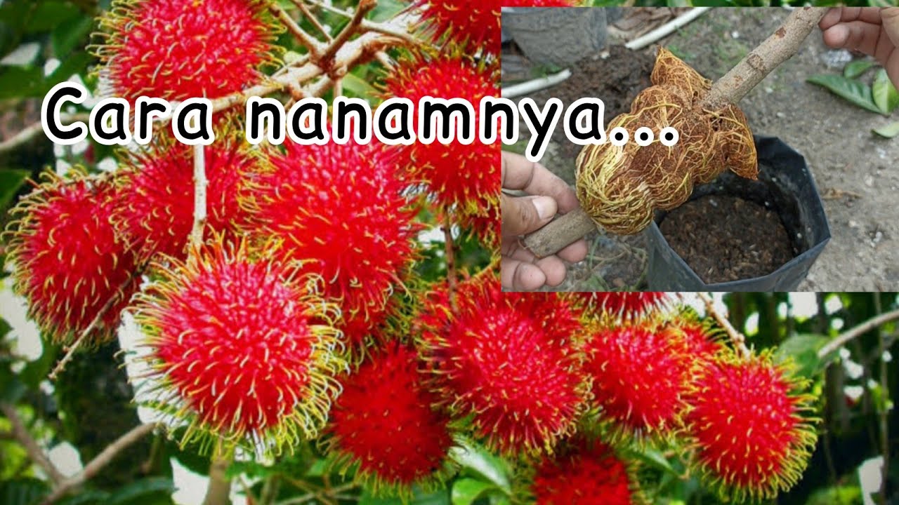 Cara menanam cangkokan pohon Rambutan || Cara menanam pohon Rambutan ...