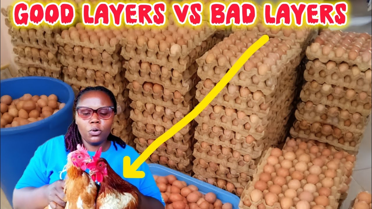 How To Choose Good Layer Chickens For Your Farm? (Differences) - YouTube