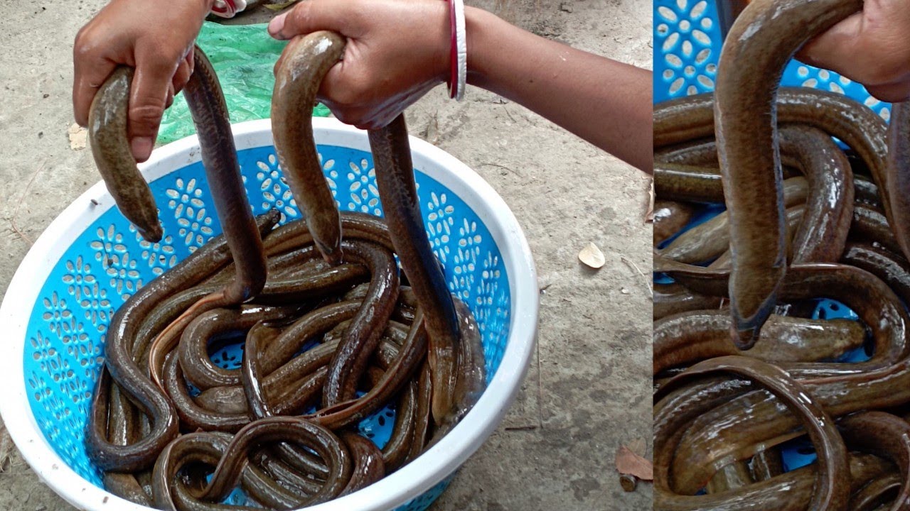 কুচে মাছ কাটা এবং স্বাস্থ্যকর ভাবে রান্নার সঠিক পদ্ধতি/কুচেমাছের ...