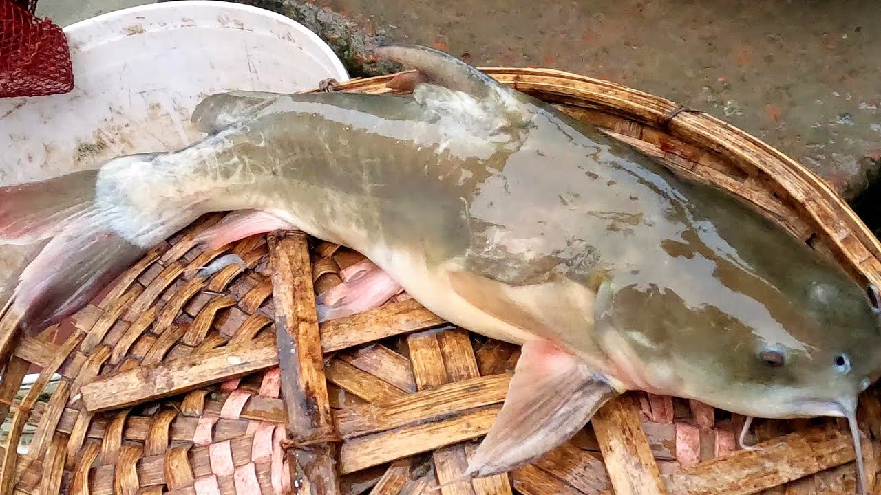 পদ্মা নদীর বড় সাইজের রিটা মাছ ও পাঁচমিশালী মাছ পাইকারি কত টাকা বিক্রি ...