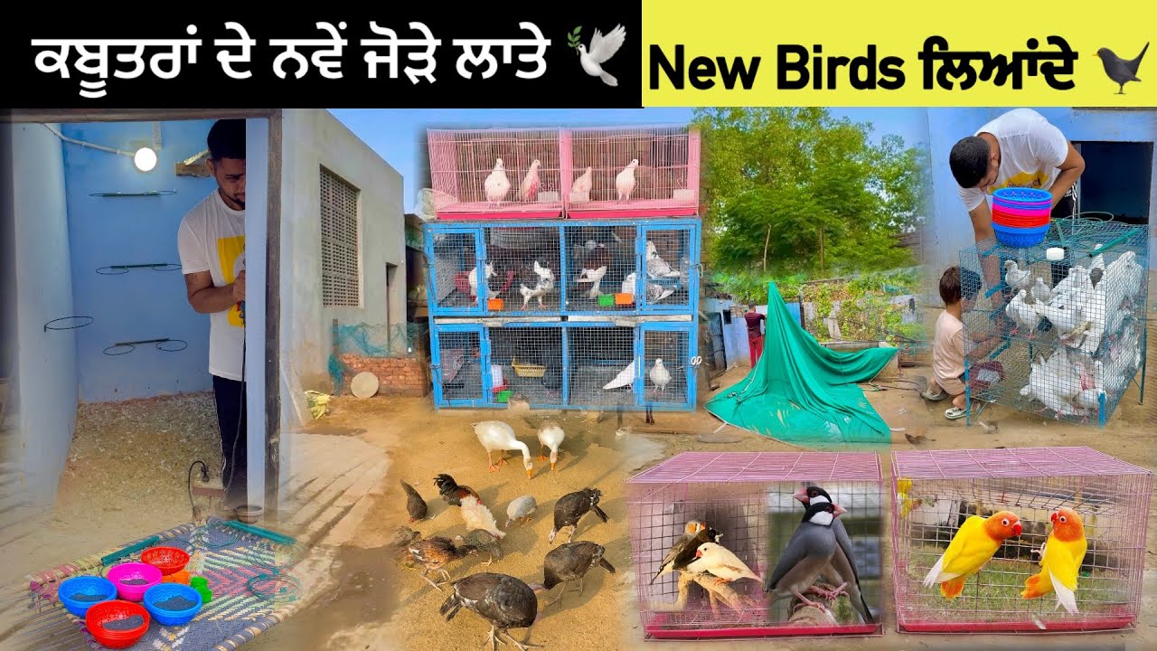 ਕਬੂਤਰਾਂ ਦੇ ਨਵੇਂ ਜੋੜੇ ਲਾਤੇ 🕊️|| ਨਵੀਆਂ ਚਿੜੀਆਂ ਲਿਆਂਦੀਆਂ 🐦‍⬛|| ਟੋਕਰੀ Stand ...