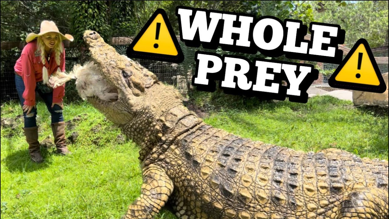 FEEDING NILE CROCODILES WHOLE CHICKENS - YouTube