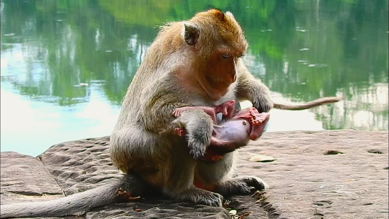 WHAT ARE YOU DOING?? TINY MONIKA SO SCARED, WHY MOM DO LIKE THIS? - YouTube