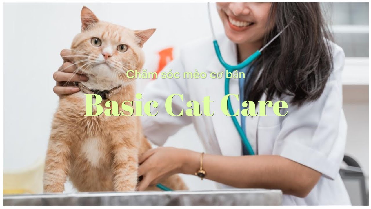 Basic Cat Care - Chăm sóc mèo cơ bản - YouTube