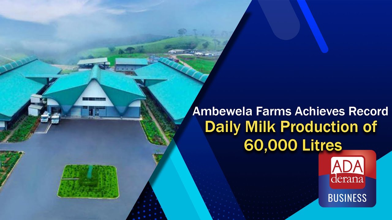 Ambewela Farms Achieves Record Daily Milk Production of 60,000 Litres ...