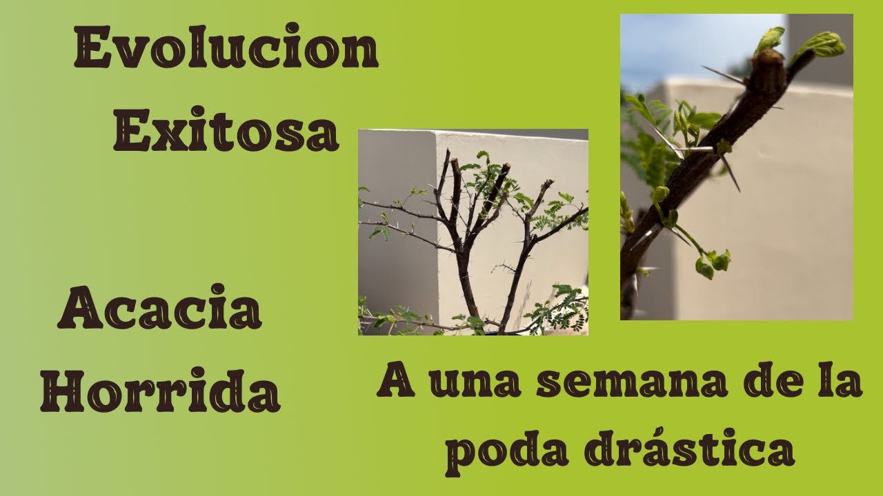 Excelente Evolución de la Acacia Horrida a una semana de la poda ...
