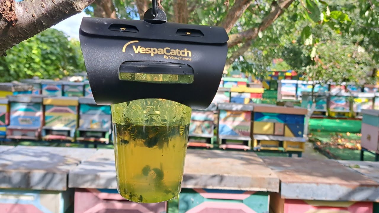 Capcane pentru viespi (VespaCatch) - YouTube