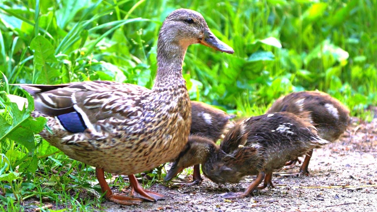 Chance Encounter with Female Mallard Duck and Three Big Ducklings [4K ...