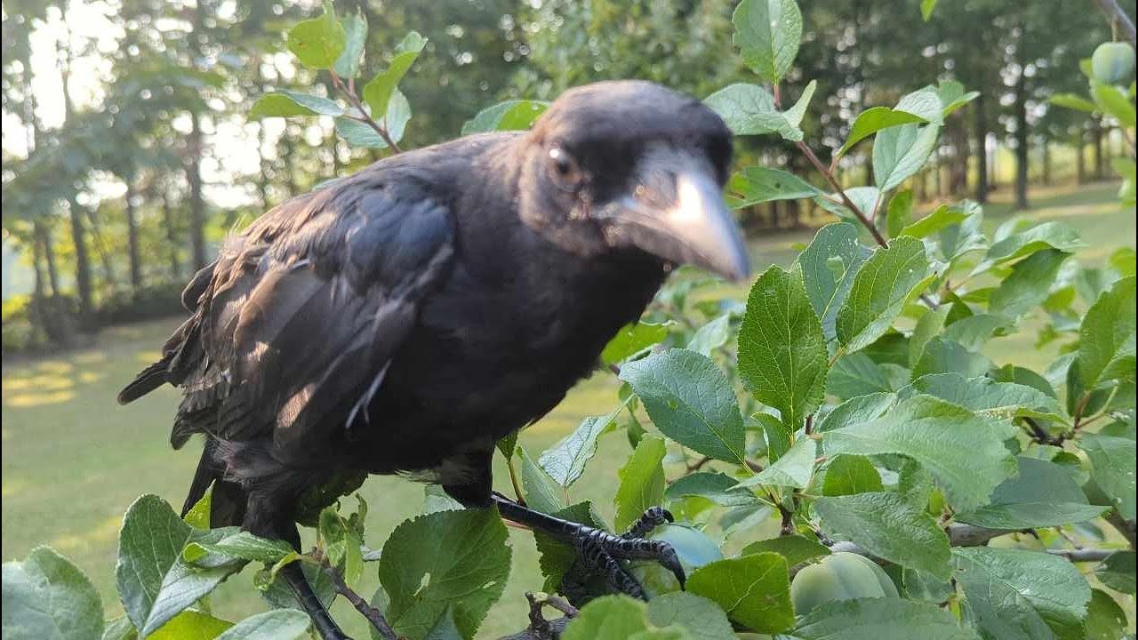 Crow Picking Plums Up Close - YouTube