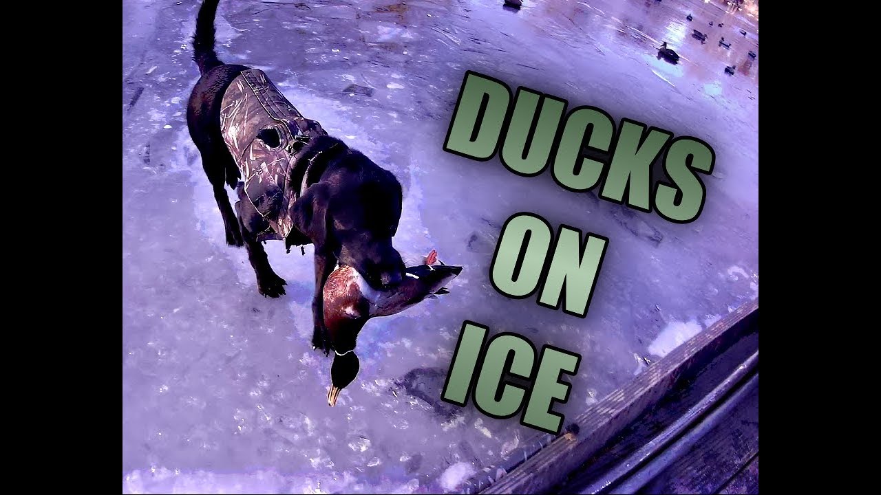 Reelfoot Lake Guided Duck Hunt | Ducks on Ice | 2018 Bird Hunting - YouTube