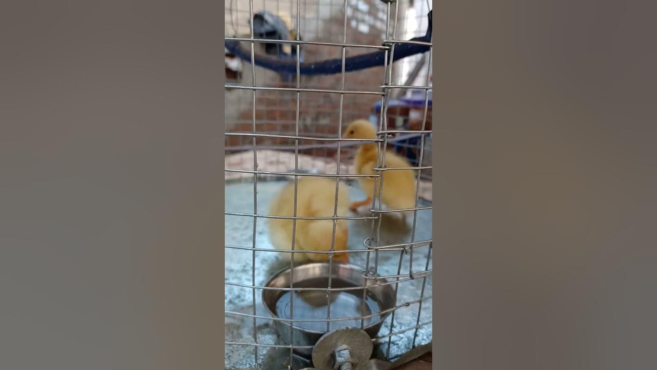 cute ducklings - YouTube