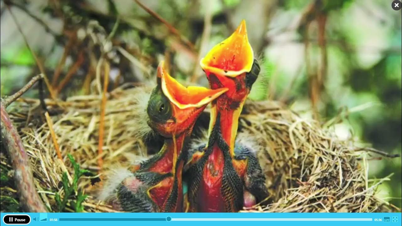 Explore Our World 3 - Unit 7 - Animals Habitat - YouTube