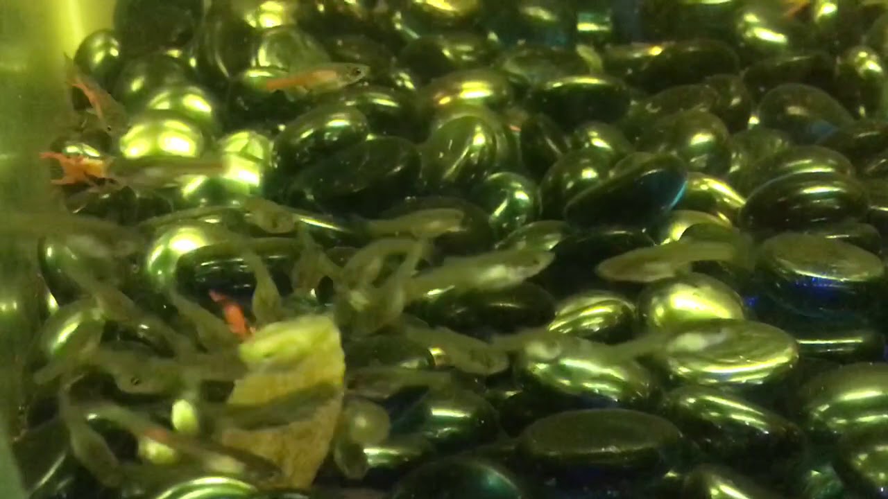 Chili Endler hybrids - YouTube