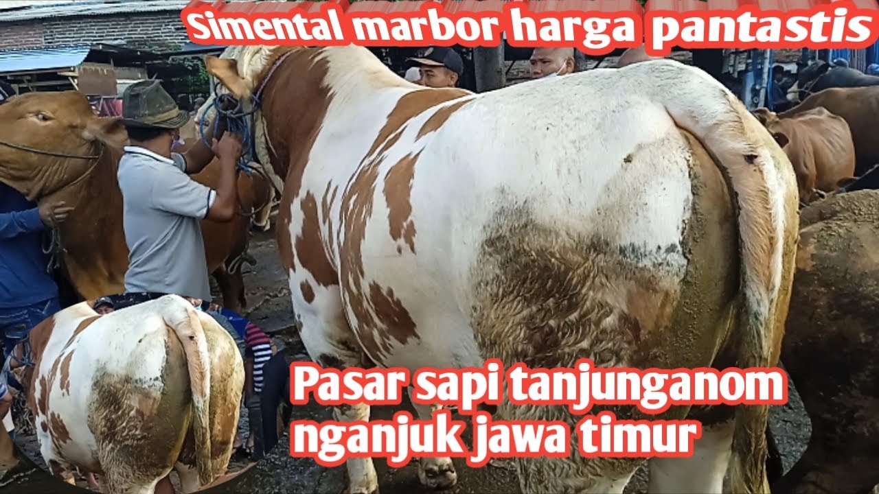 Sapi Marbor Super Jumbo-Pasar Sapi Warujayeng Tanjunganom Nganjuk Jawa ...