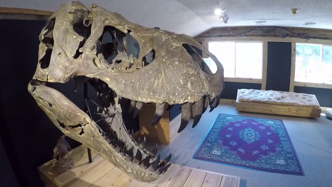 DINOSAURS found in Colorado at the Morrison Natural History Museum ...