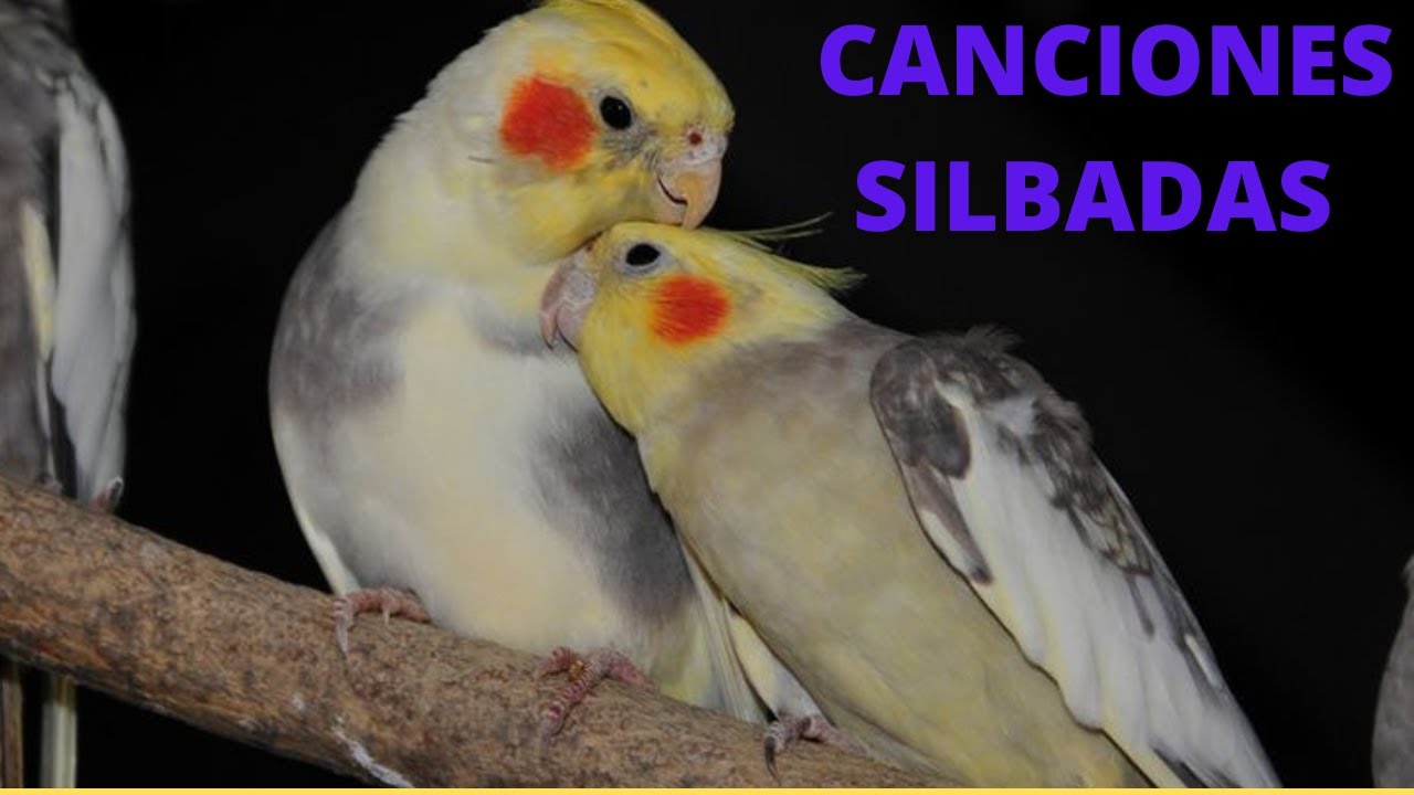 🎵🦜CANCIONES SILBADAS PARA NINFAS, CAROLINAS , CACATUAS , ENSEÑA A CANTAR A TU NINFA - YouTube