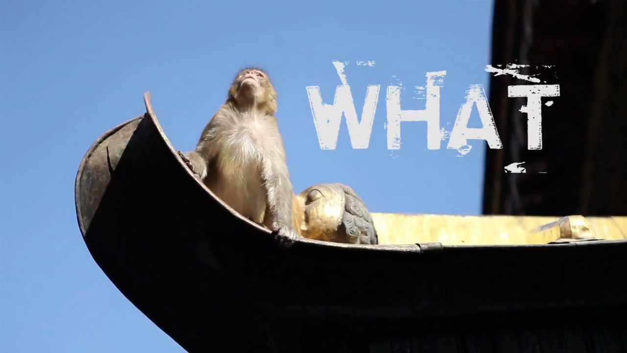WTF Monkey - Confused. - YouTube