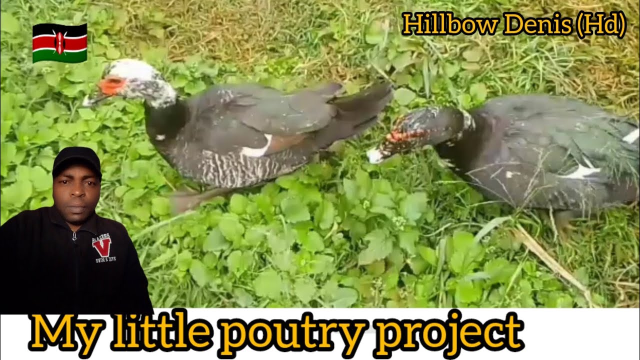 My little poutry project - YouTube
