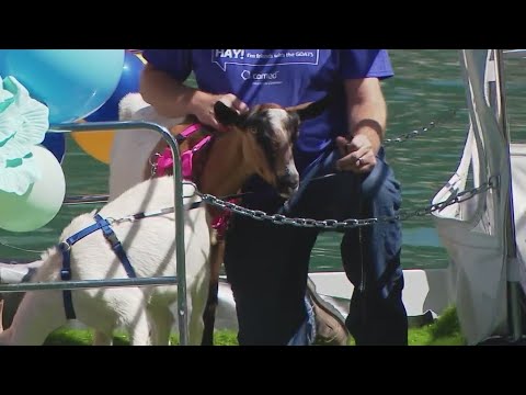 Goats on a boat: ComEd 'interns' cruise Chicago River before fall labor ...