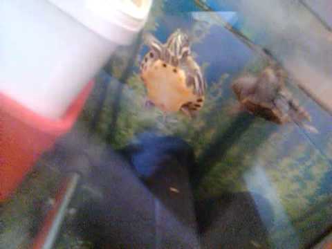5 gallon turtle tank - YouTube