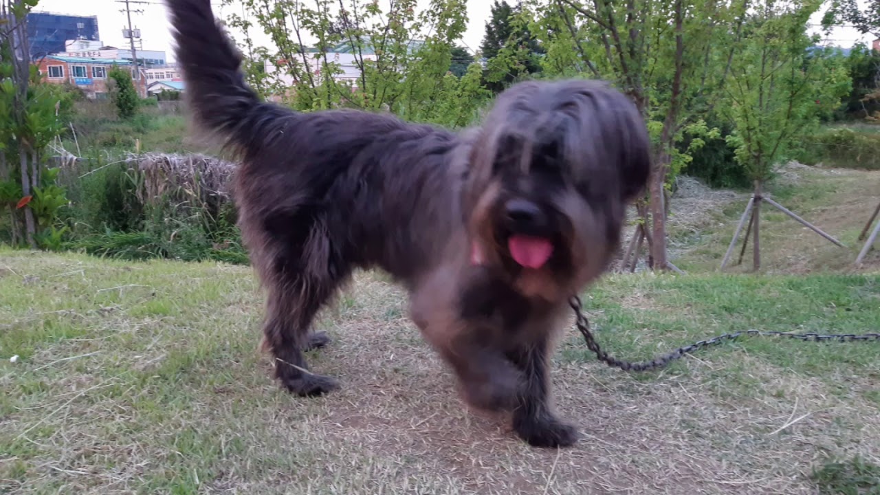 천연기념물 제368호 삽살개, 삽사리 Sapsali / Sapsal / Sapsaree - YouTube