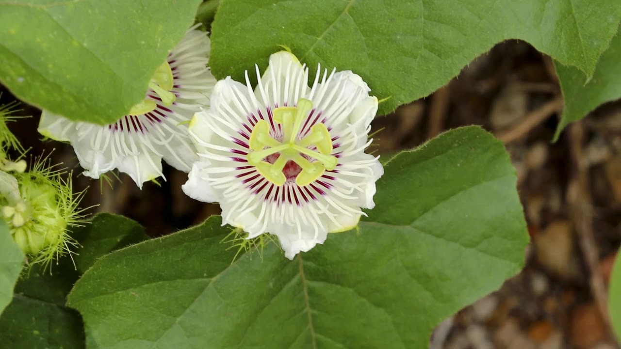 कृष्ण कमल (Krishna Kamal) -Passion flower of the family Passifloraceae ...