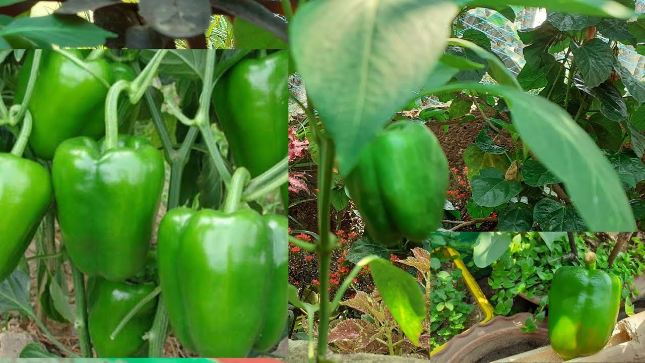 All About Capsicum Plant. Easy Way To Grow Capsicum. - YouTube
