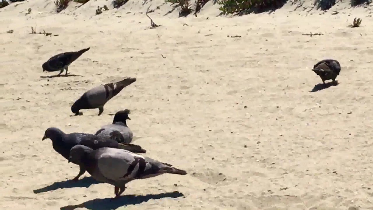 Pigeons Pecking and Cooing on the Beach - YouTube