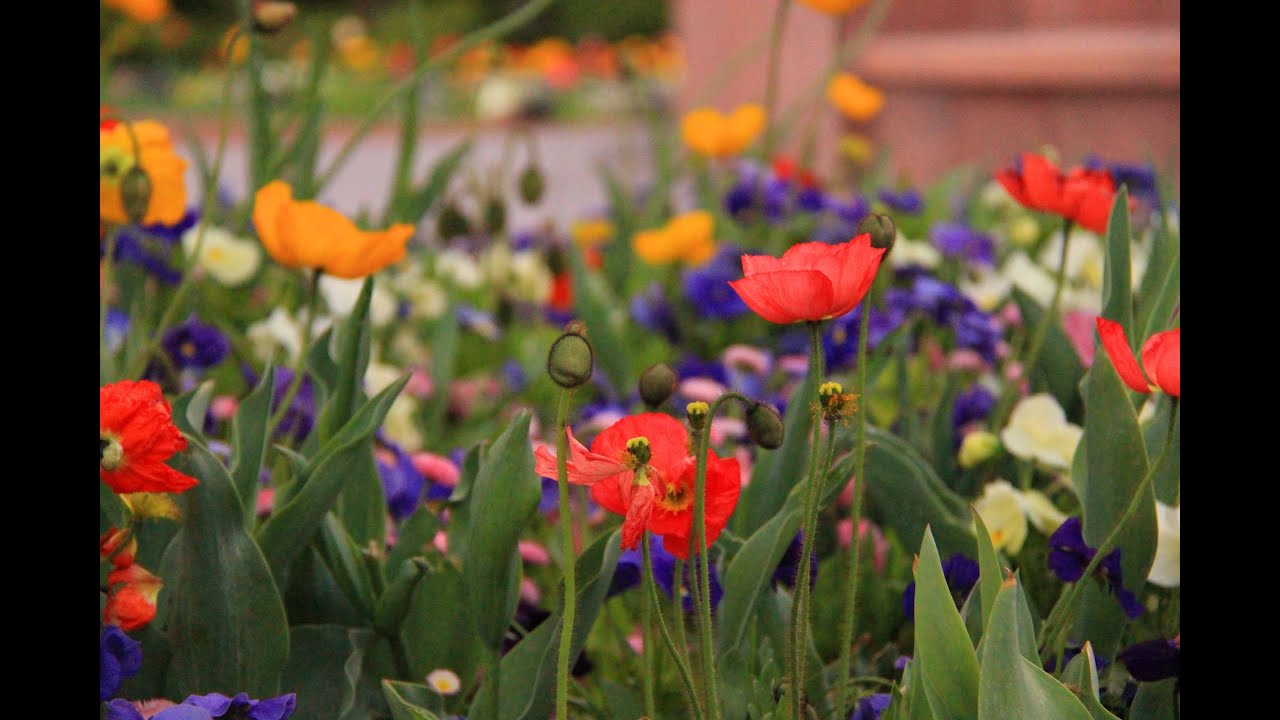 A Picture Perfect Spring - YouTube