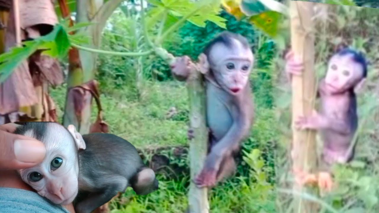 oohhh kiekie.. can climb, but don't dare to go down. This baby monkey's ...