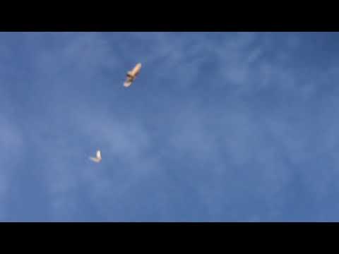 Quşları ucurdum cox gözel oyunuyurlar quşların havada oynaması