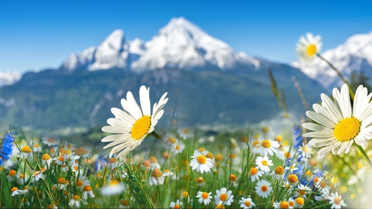 Peaceful Spring Meadows, Beautiful Relaxing Music, Peaceful Soothing ...
