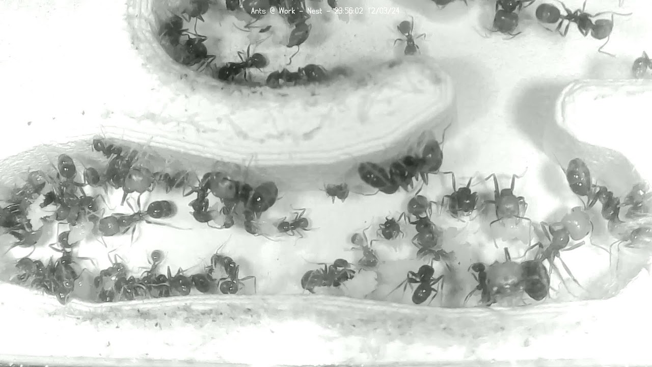 🔴 Ants at Work - Nest - Day 1502, Messor Barbarus Ants Live Webcam, Ant ...