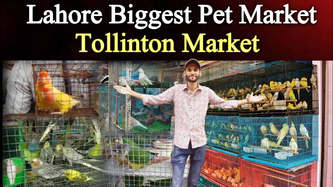 Lahore Biggest Pet Market | Tollinton Market Lahore Updates | Cheapest ...