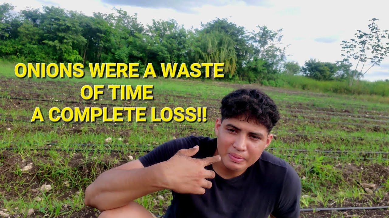 Low Germination of Onions. (What a Loss) #farming #farmer #onion - YouTube