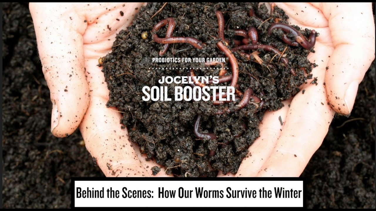 Behind the Scenes: How Our Red Wiggler Worm Worms Survive the Cold ...