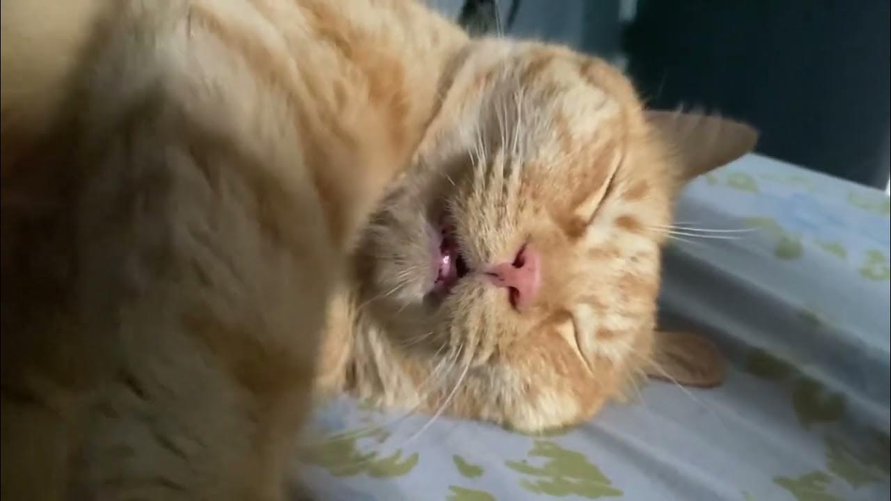 orange cat snoring while sleeping - YouTube