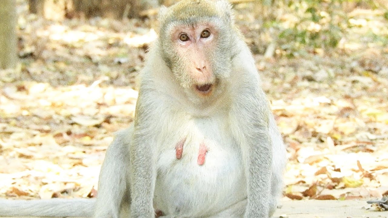 Pregnancy Monkey - Jane goes down a tree to find a food / Monkey Tube ...